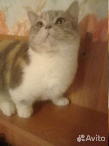 Манчкин стандарт трех цветка