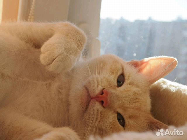 Тайский кот red point