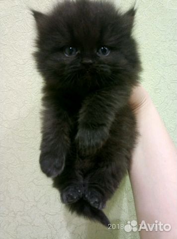 Персидская