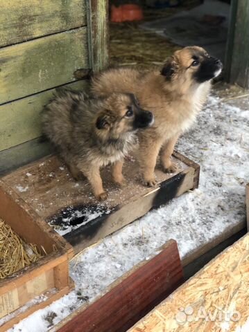 В надежные руки щенки от маленькой собачки