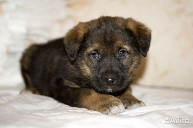 Щеночек ищет любящую семью