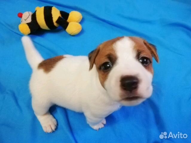 Джек Рассел терьер мальчик