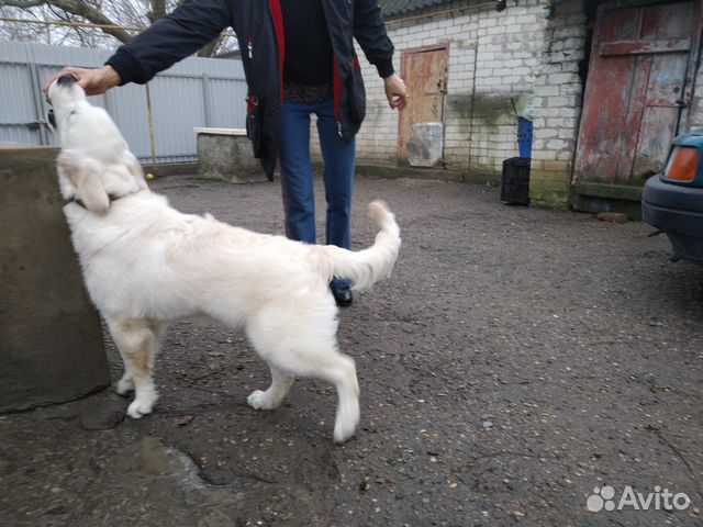 Золотистый ретривер