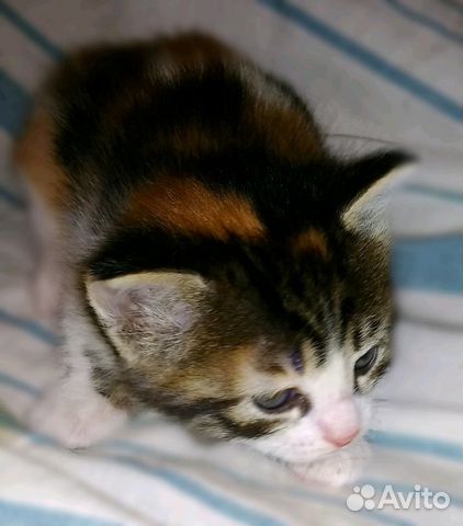 Отдадим прелестных котят