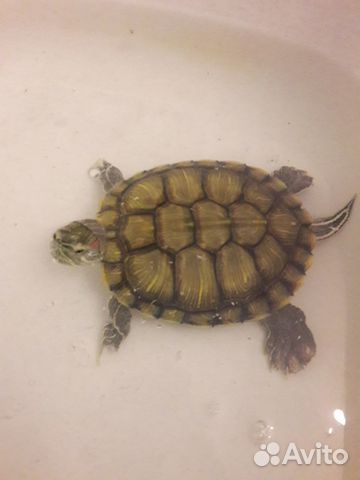 Черепаха