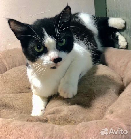 Кошечка в добрые руки