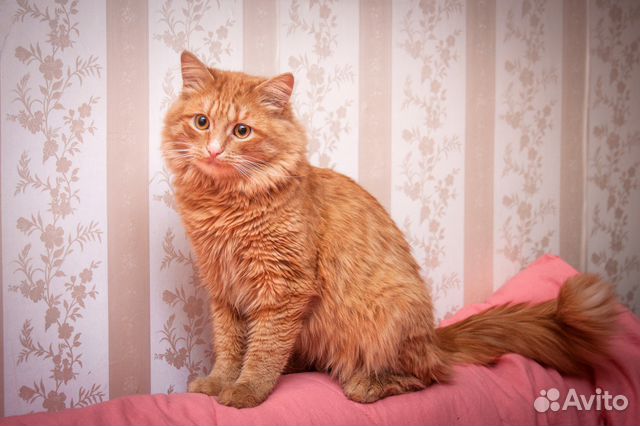 Рыжий пушистый ласковый кот Персиваль