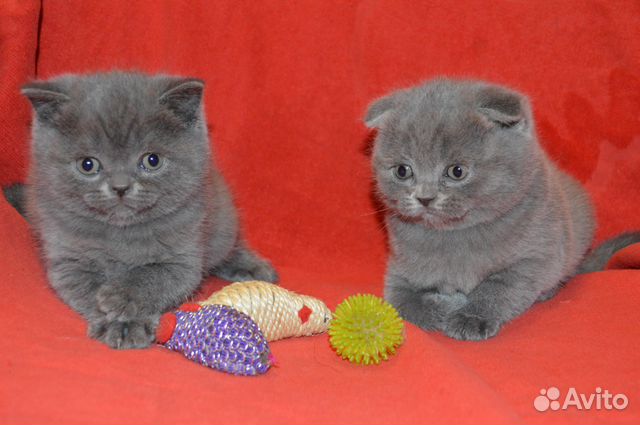 Кто сказал мяу