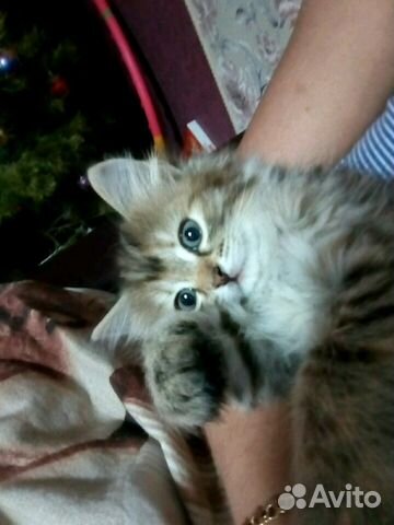 Кошечка Молли