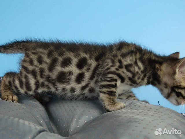 Бенгальские Котятки Красивые Ребятки