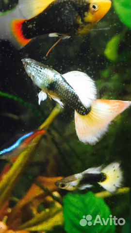 Гуппи канадцы