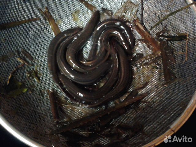 Вьюн для пруда