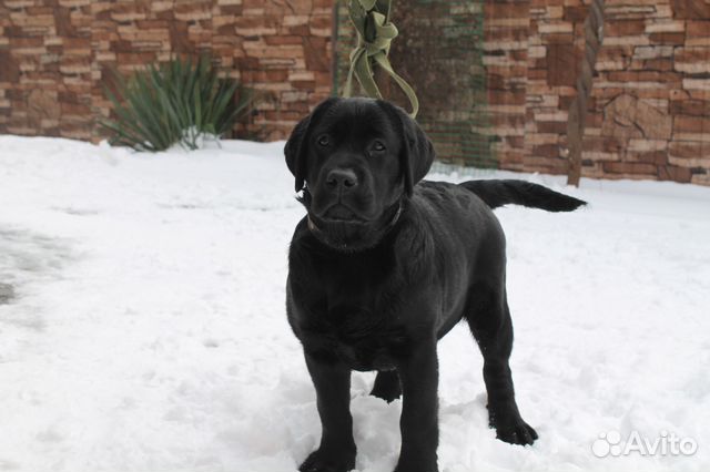 Щенки лабрадора