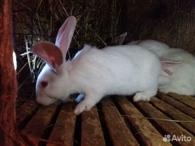 Кролики мясных пород