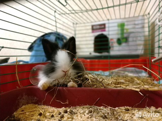 Кролик декоративный, девочка, кличка "Лапочка"