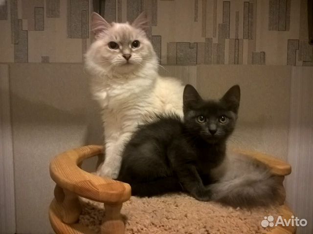 Котята невские маскарадные, метисы