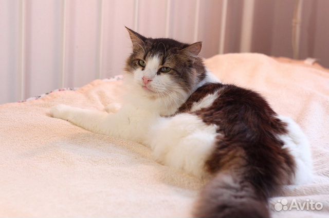 Bubble Кот в подарок Дарим чудо кота