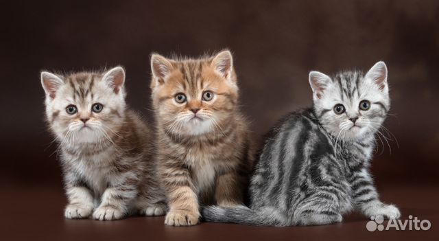 Продаются котята из питомника