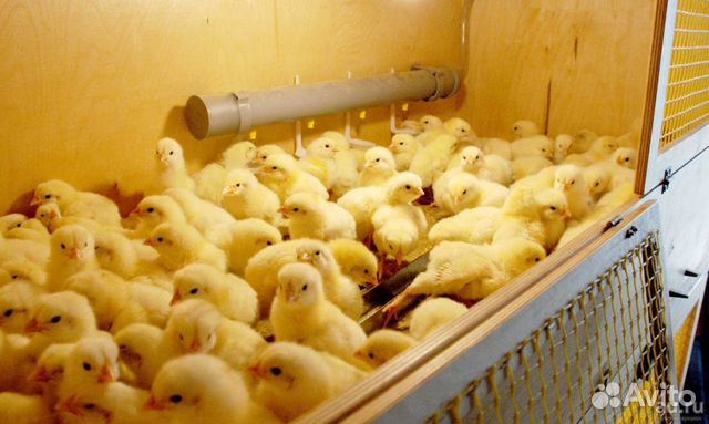 Цыплята бройлер коб 500,рос 308