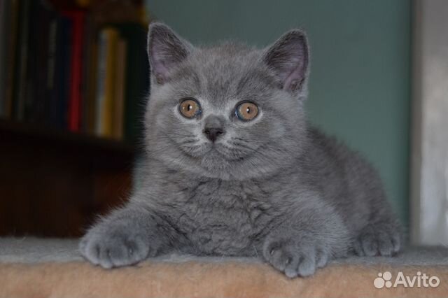 Британские котята