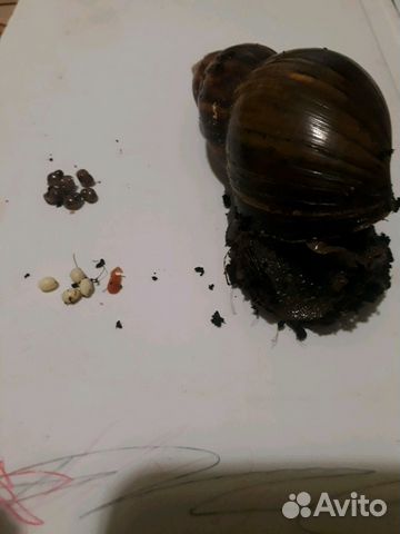 Яйца Улиток ахатинов