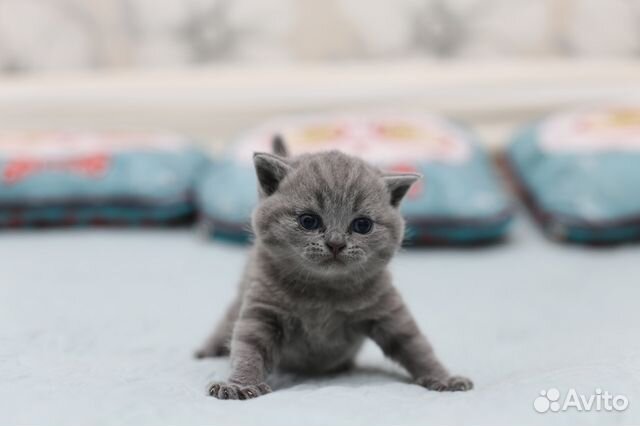 Шотландские вислоухие котята