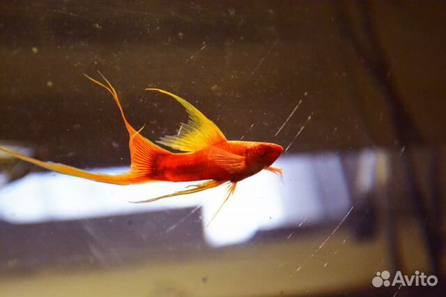 Меченосцы, пельвикахромис, анциструс обыкновенный