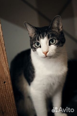 Молодой котик,1 год