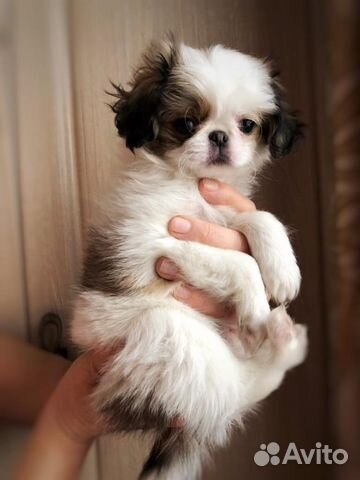 Сука Японский хин