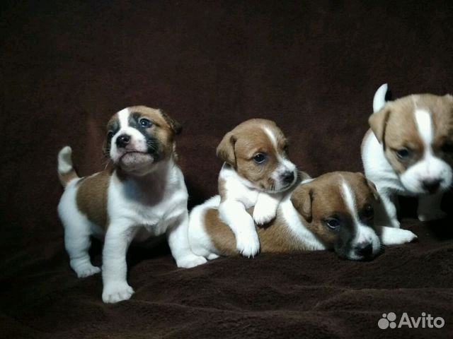 Джек Рассел терьер