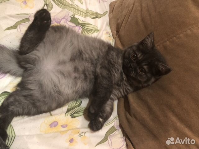 Шотландская дымчатая шиншилла