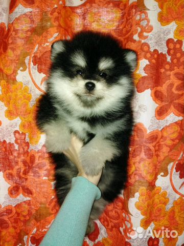 Медведь эксклюзивный