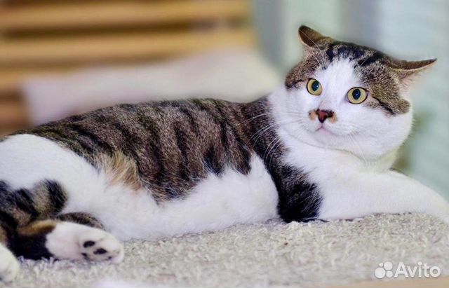 Котик в добрые руки