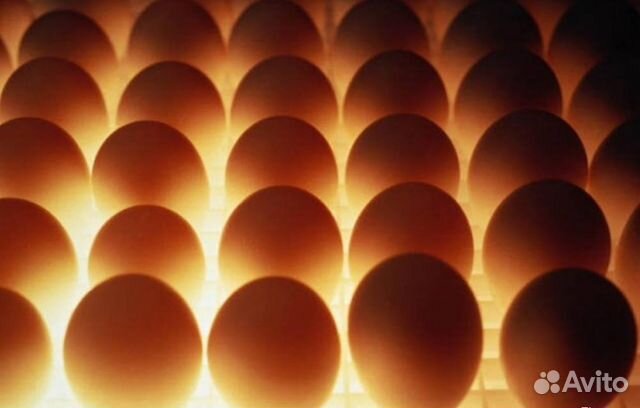 Инкубационное яйцо Доминанты с цветным яйцом