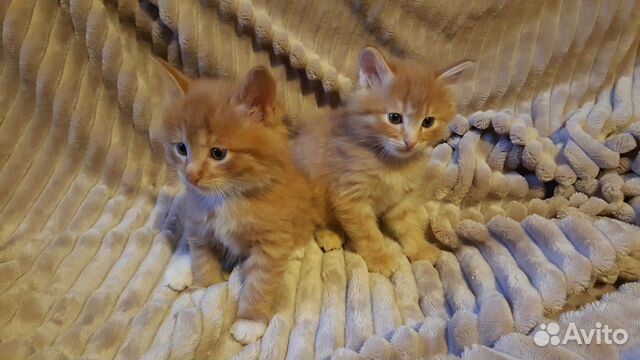 Рыжие рысята - Курильские бобтейлы