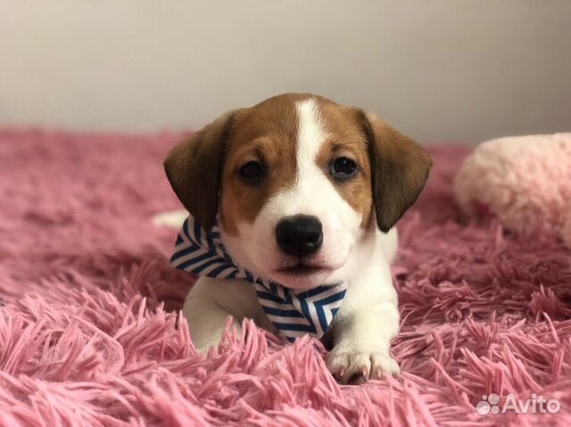 Гладкошёрстные щенки Джек Рассел терьер Шоу класса