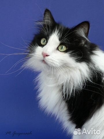 Отдам в добрые руки кота, 5 лет