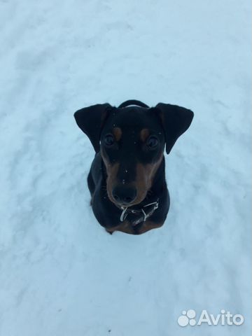 Пинчер (немецкий) стандартный