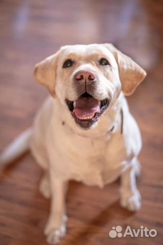 Отдается молодая девочка лабрадора