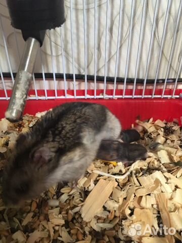 Продам хомячков
