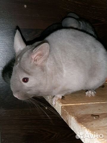 Шушик Маркос