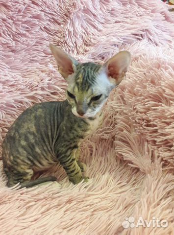 Серенькая велюровая кошечка