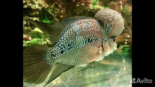 Фловер хорн тайский премиум-класса