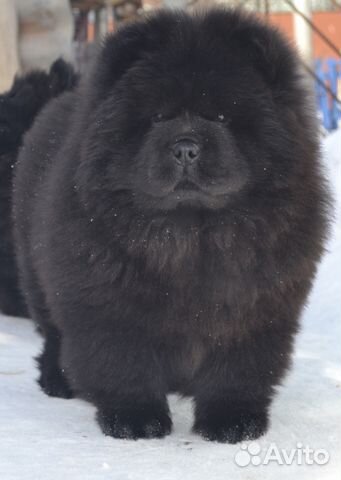 Куражный чаушонок