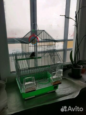 Амадина зебровая с клеткой и всем необходим