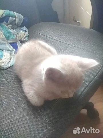Британская прямоухая кошка