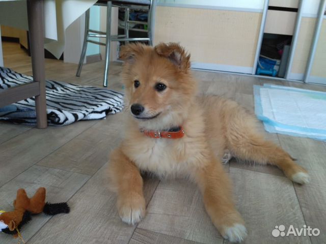 Пушистый щенок (метис лайки)