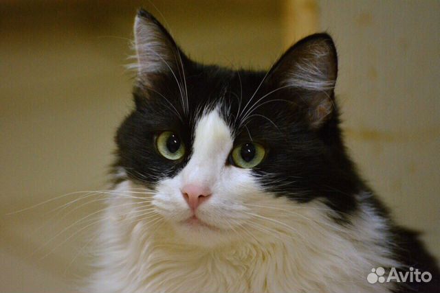 Кошка Веста в добрые руки