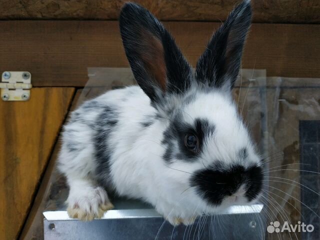 Домашние кролики: