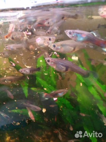 Рыбки Гуппики